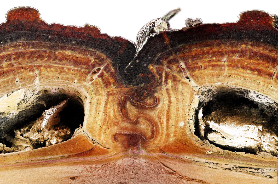 Meet the diabolical ironclad beetle, which can survive being run over ...