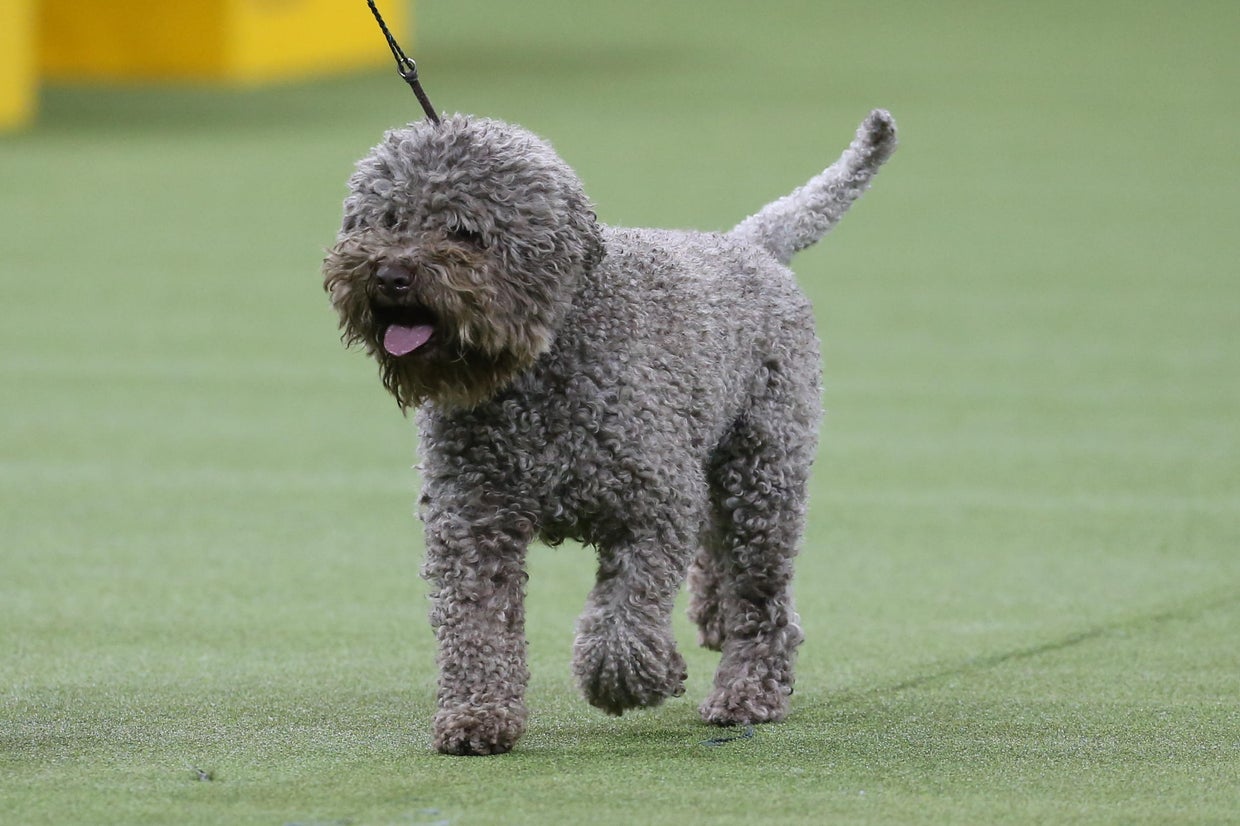 The most popular dog breeds in America