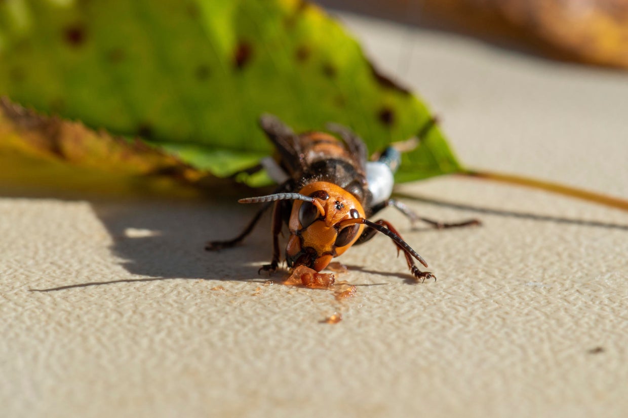 "Murder hornets" in America: What you need to know