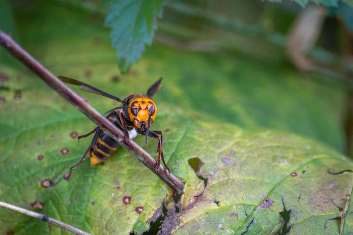 "Murder hornets" in America: What you need to know
