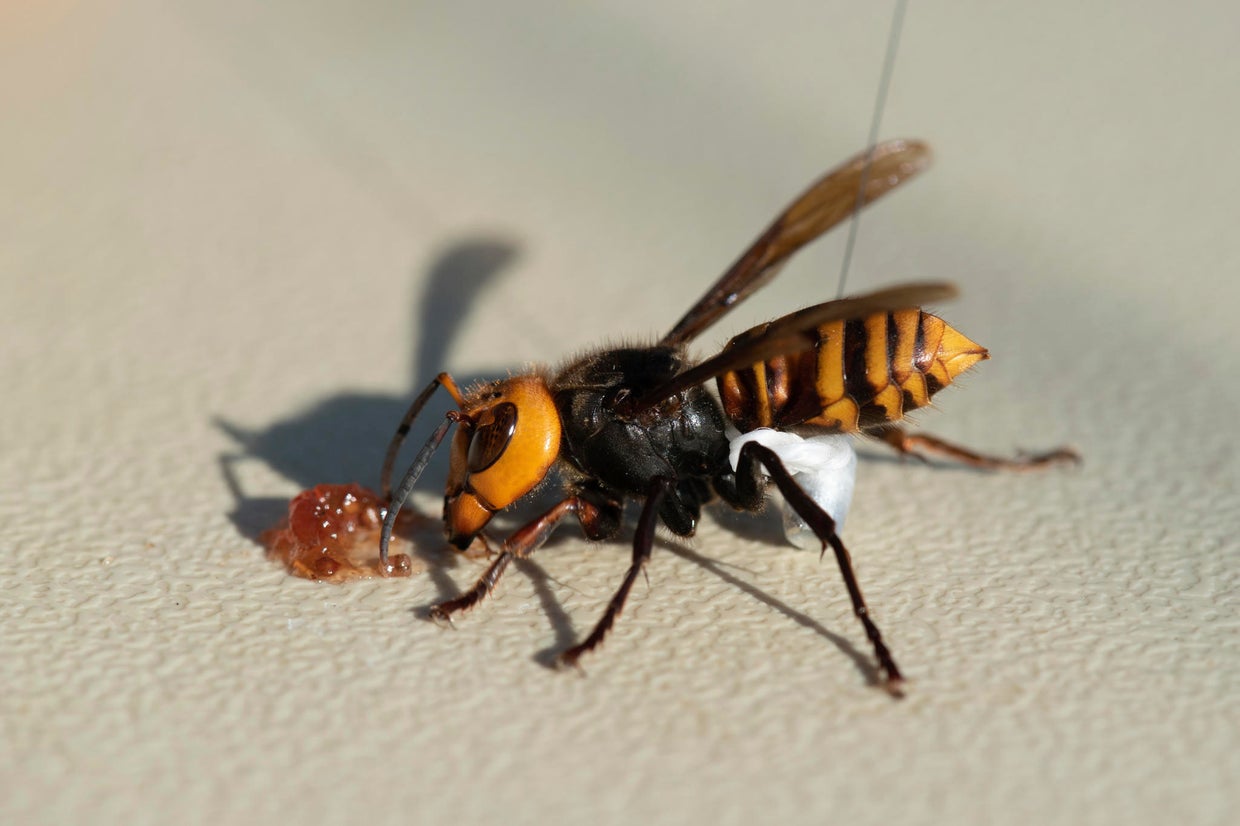 "Murder hornets" in America: What you need to know