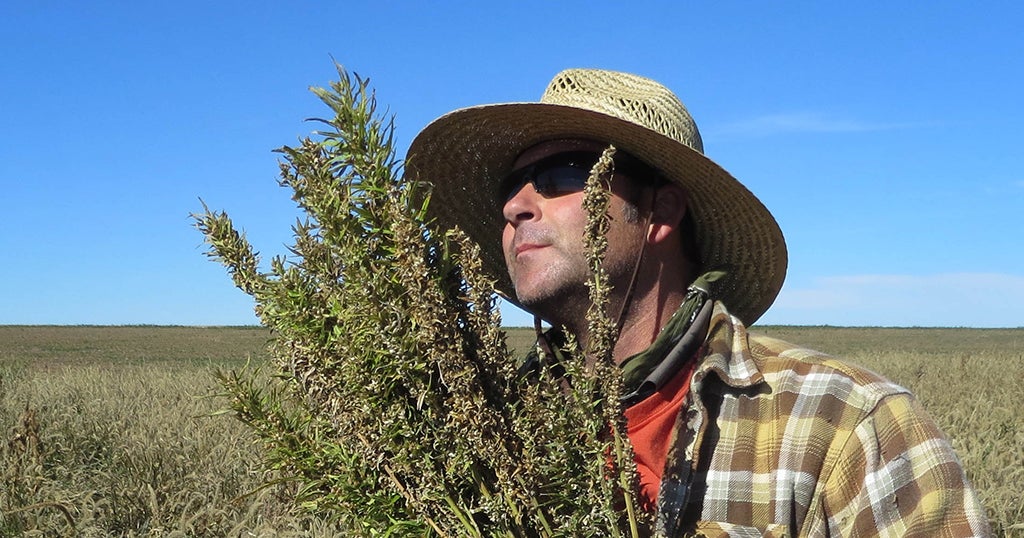 Election Could Add Political Pressure to Lift Federal Marijuana Ban ...