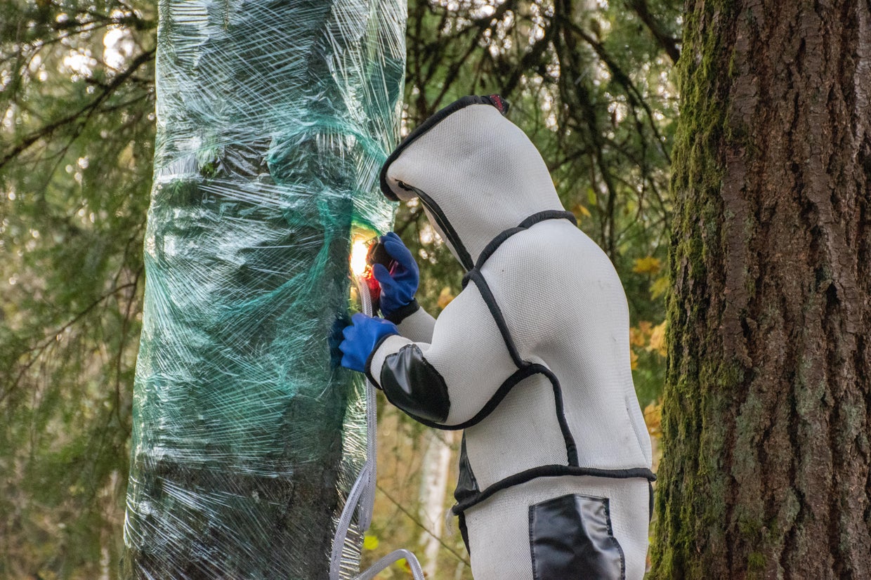 "Murder hornets" in America: What you need to know