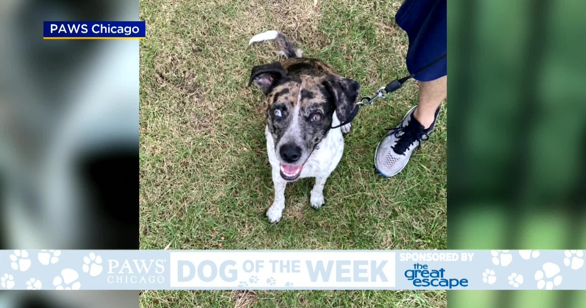 PAWS Dog Of The Week: Jubilee - CBS Chicago