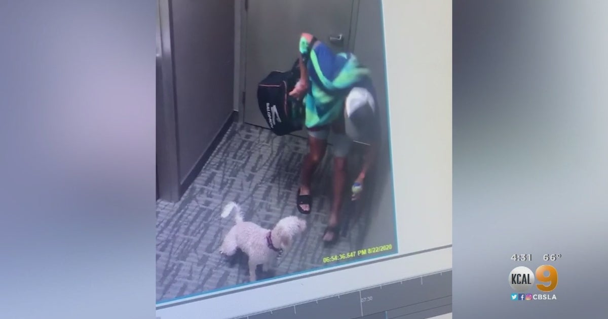 CEO Caught On Camera Allegedly Abusing Dog Charged - CBS Los Angeles