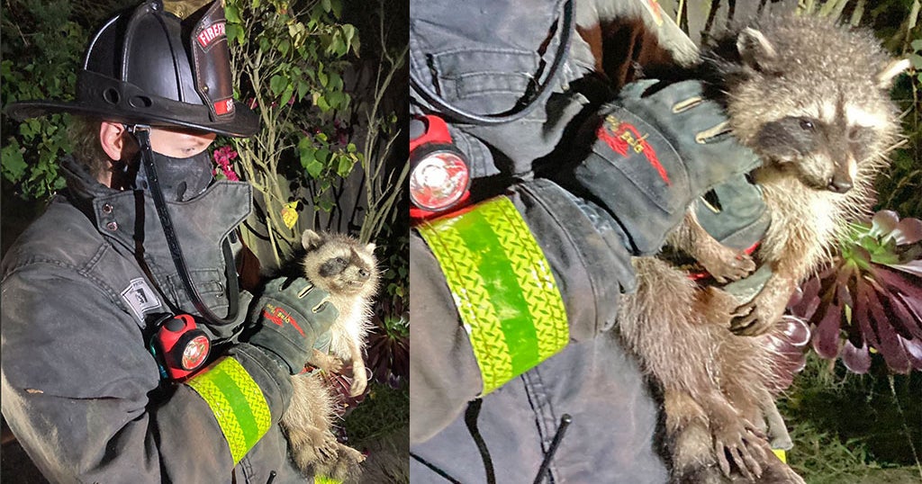 San Francisco Firefighters Rescue Baby Raccoon Wedged in Tree, Name It ...