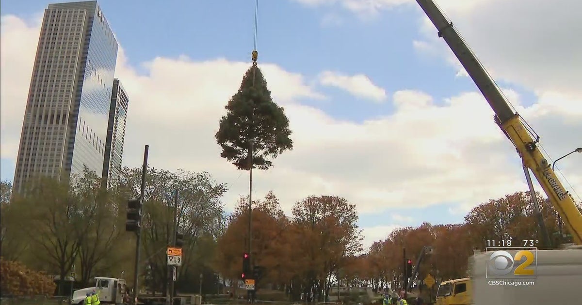 Chicago's Christmas Tree Has Arrived At Millennium Park - CBS Chicago