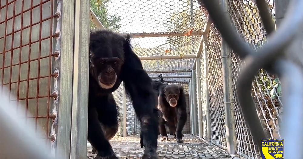 Video: Chimpanzees Living At Closed Wildlife Waystation Take Part In ...
