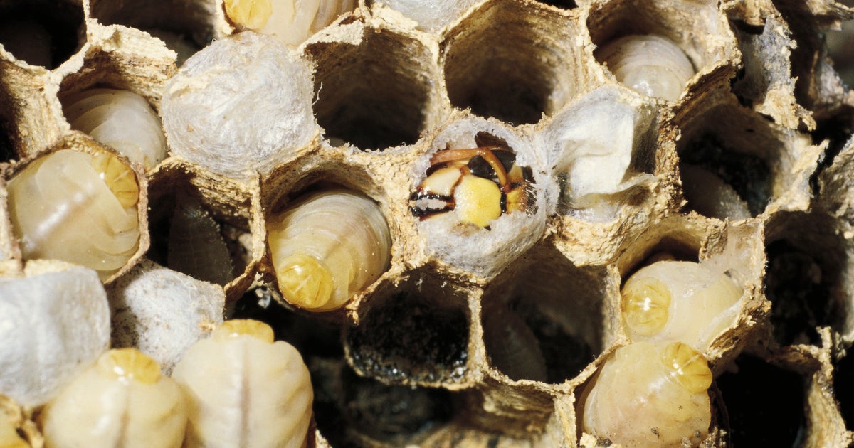 Destruction Of 'Murder Hornets' Nest Doesn't End Potential Threat - CBS ...