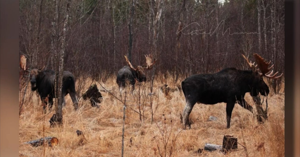 Shot Of A Lifetime: 3 Bull Moose Pose For Photographer In Northern ...