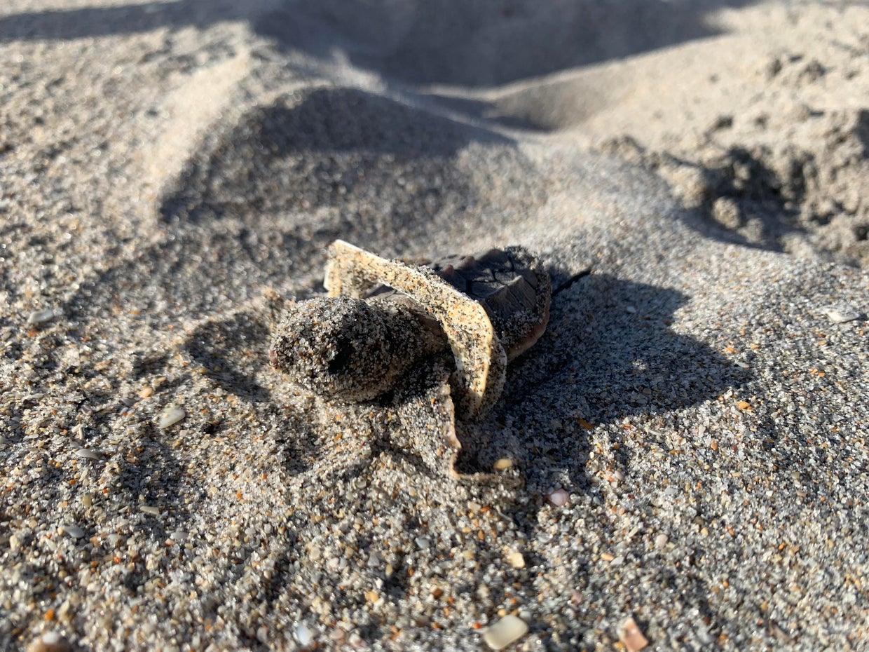 A decade of plastic has entangled, choked and drowned over 1,500 ...
