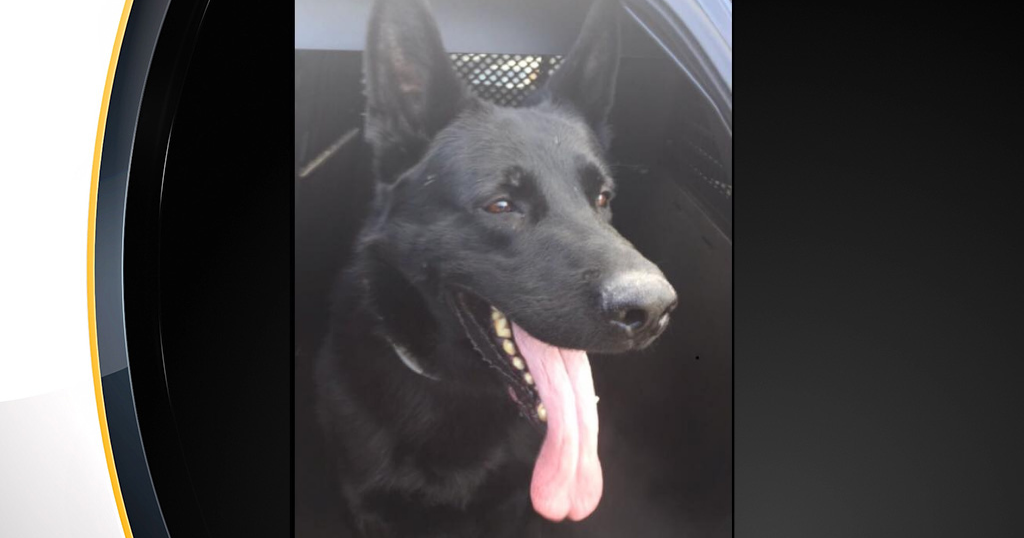 Monaca Police Department Says Final Farewell To K-9 Kazan - CBS Pittsburgh