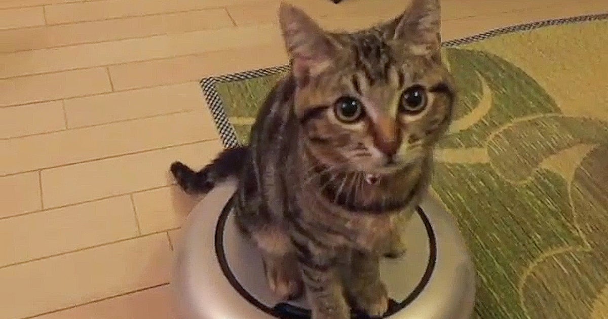 World's Funniest Animals - "Episode 111" - CW Seattle