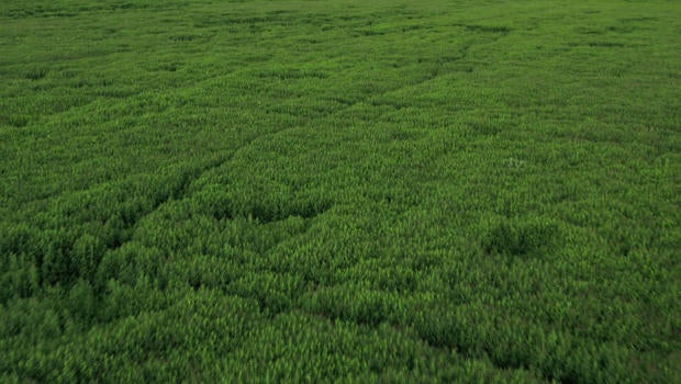 Extracting the essence of mint - CBS News