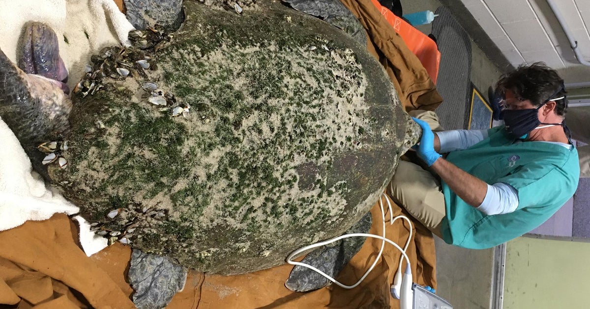 "Extremely rare" 350-pound loggerhead among 150 cold-stunned turtles ...