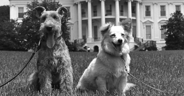 All the presidents' pets: JFK's canine détente - CBS News