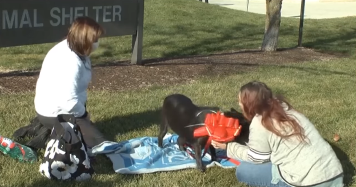 Woman Reunited With Lost Black Lab After 3 Years; 'I Just Lost It. I ...