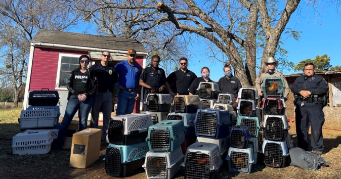 North Texas Cockfighting Operation Busted: 60 Live Roosters And Hens ...