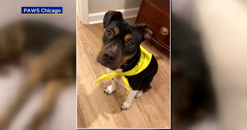 PAWS Pet Of The Week: Pippa - CBS Chicago