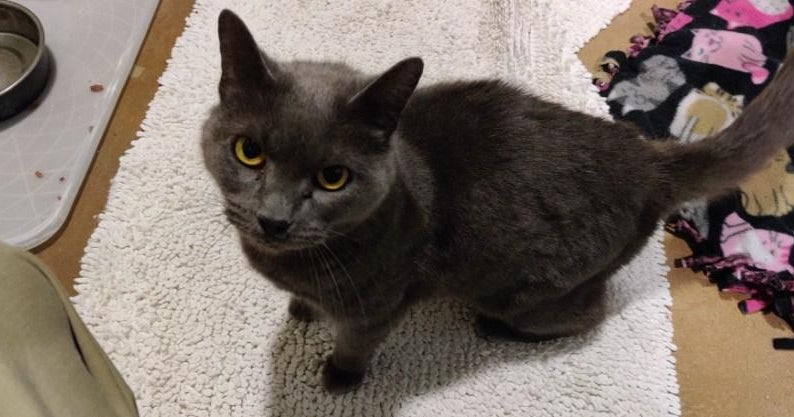Cole The Cat Is Up For Adoption At The MD SPCA - CBS Baltimore