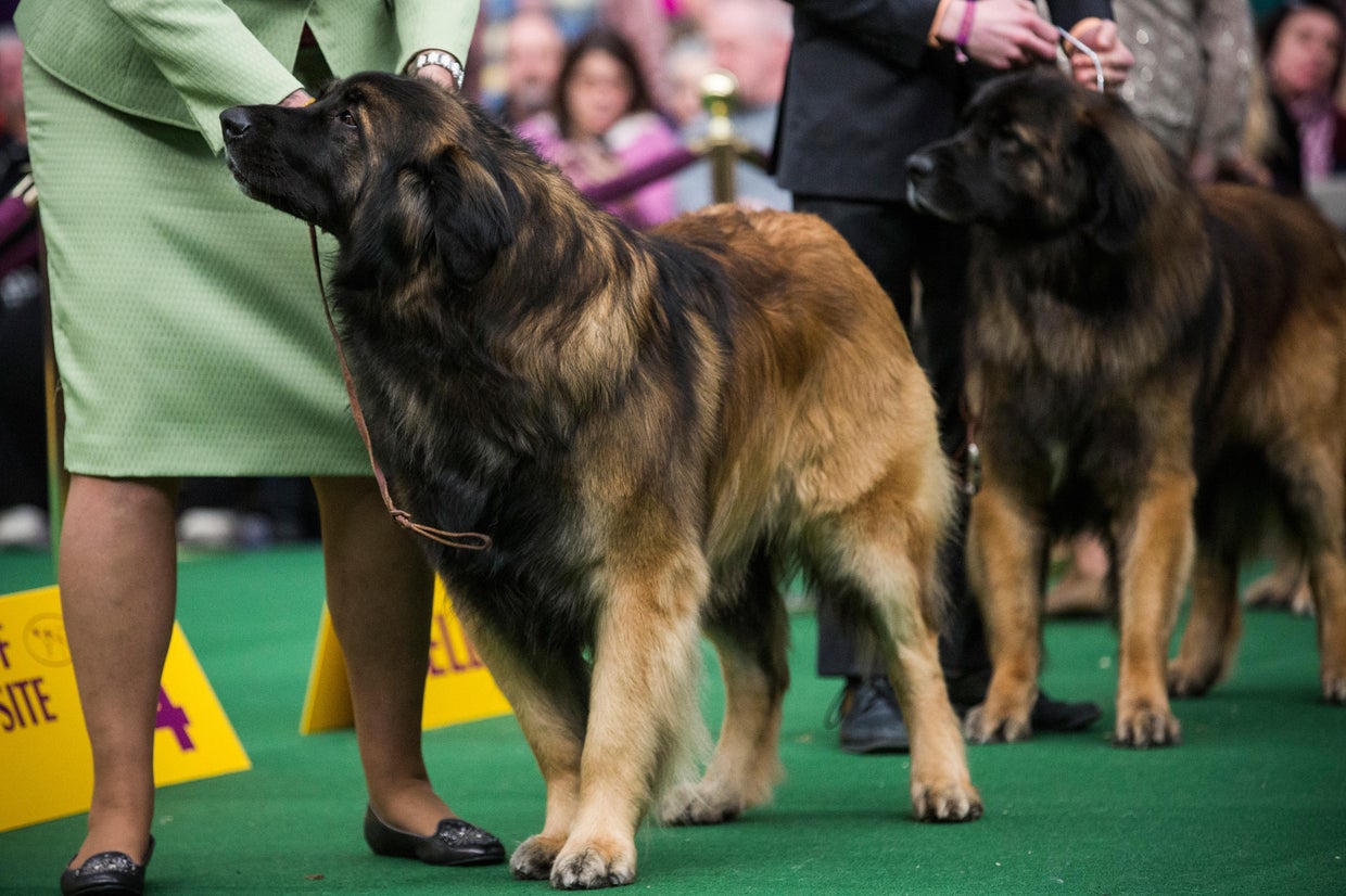 Newest dog breeds: From tiny toys to massive mastiffs