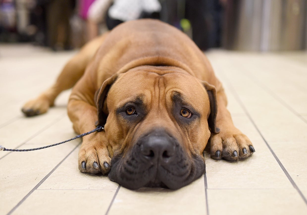 Newest dog breeds: From tiny toys to massive mastiffs