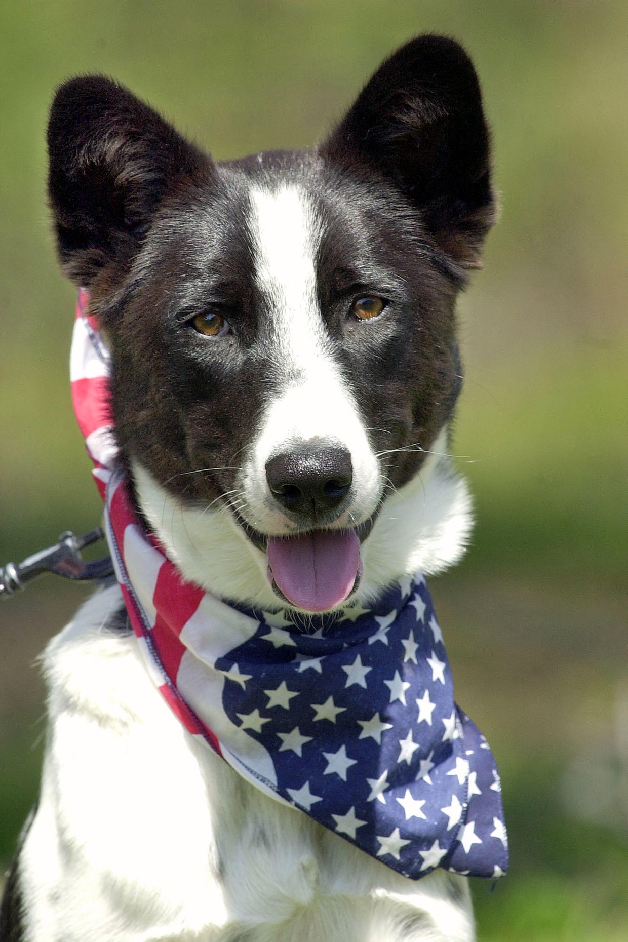 Newest dog breeds: From tiny toys to massive mastiffs