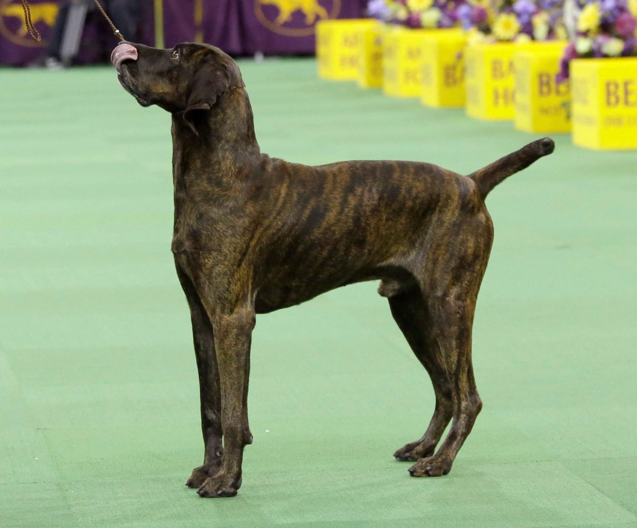 Newest dog breeds: From tiny toys to massive mastiffs