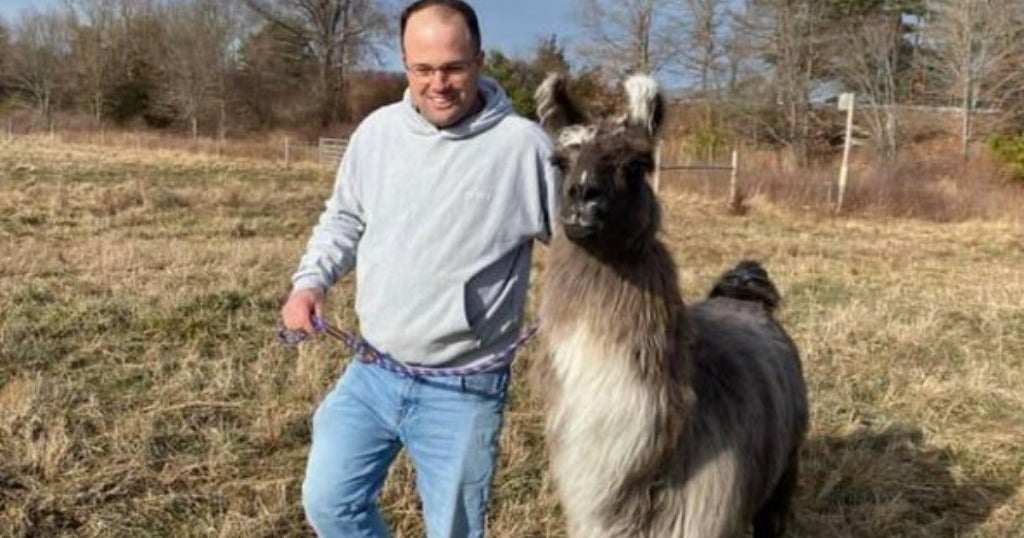 Owner Sought After Llama Found Wandering In Newburyport - CBS Boston