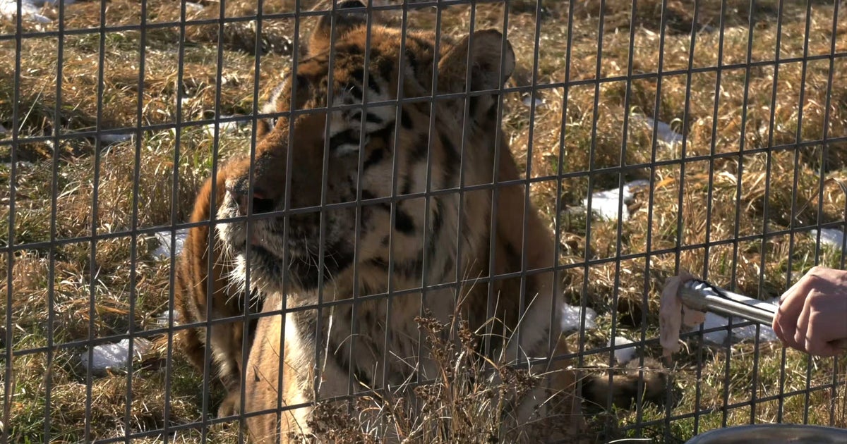 Dash The Tiger Is Heading To Minnesota - CBS Minnesota