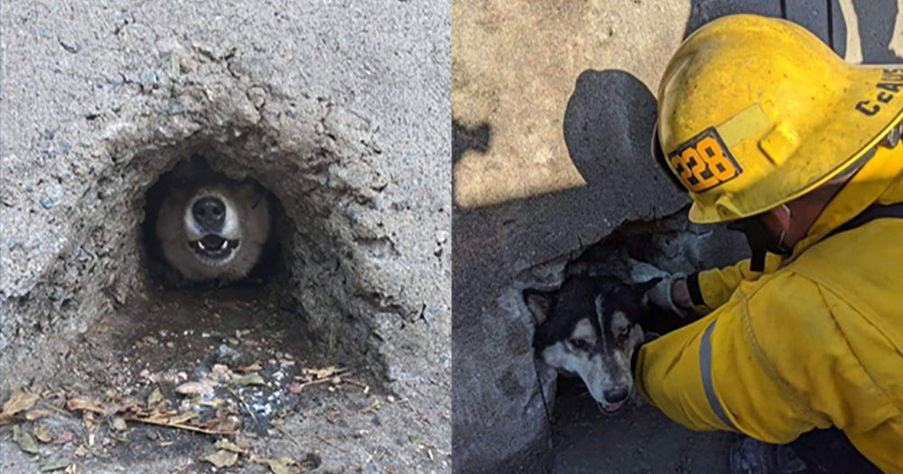 Big Dog, Small Space: Husky Rescued After Becoming Stuck In San Bernardino Storm Drain - CBS Los ...