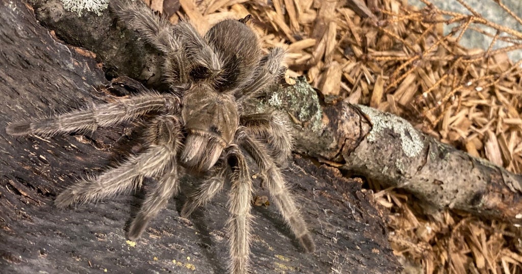 'Super-Rare' Tarantula Named Gwen Up For Adoption Through MSPCA-Angell ...