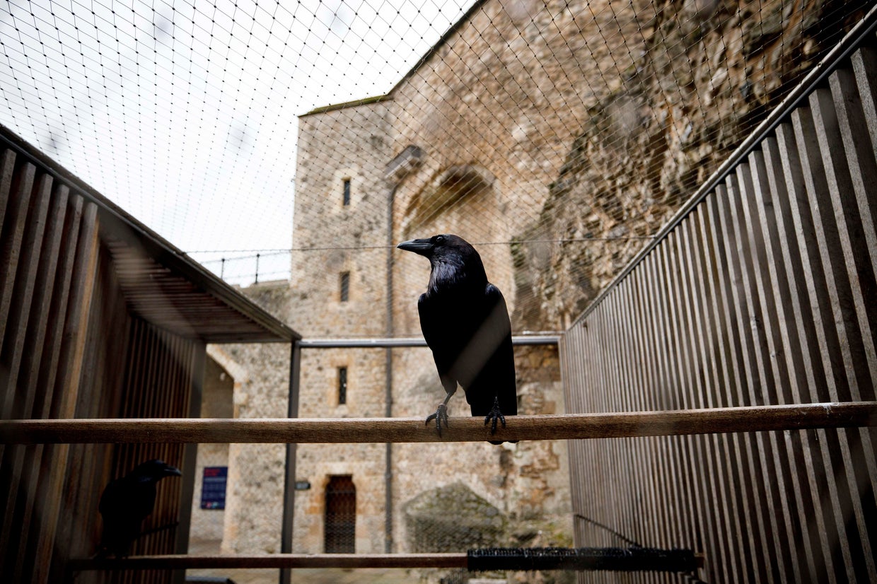 Nevermore? Tower of London's "queen" raven goes missing and is feared ...