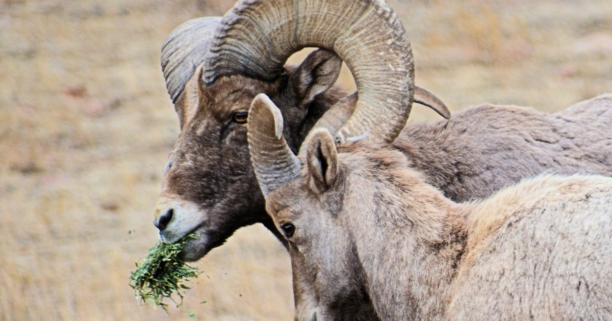 Big Horn Sheep Tussle And Cuddle At Breakfast Provided By Colorado ...