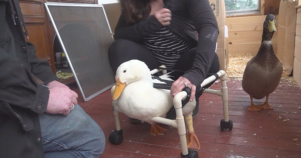 VIDEO: Couple Builds Wheelchair For Disabled Pet Duck - CBS New York
