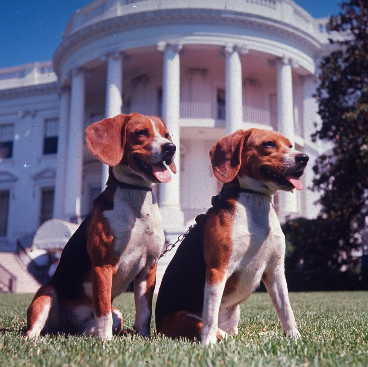 White House pets, from adorable to very weird