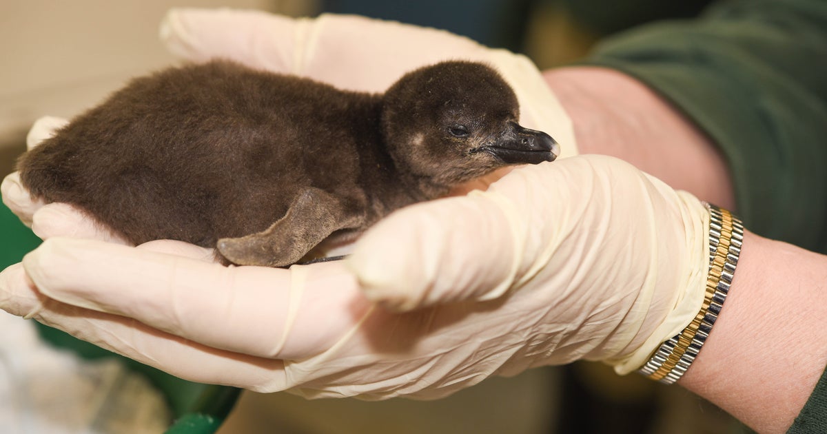 You Can Help Name Maryland Zoo's First Penguin Chick Of 2021 - CBS ...