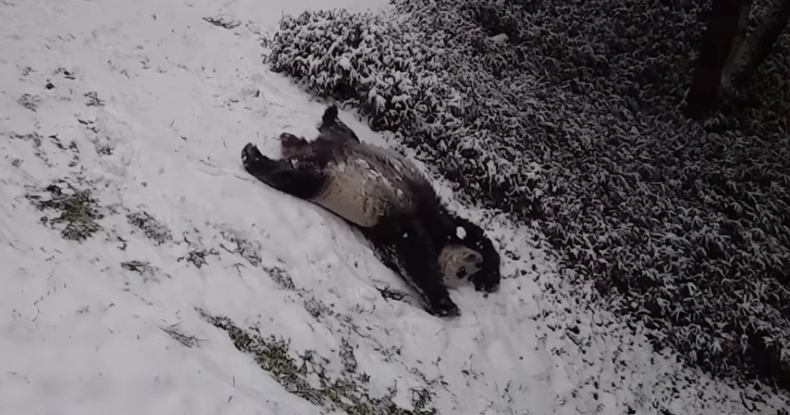 Pandas Enjoy Snow Day At National Zoo - CBS Boston