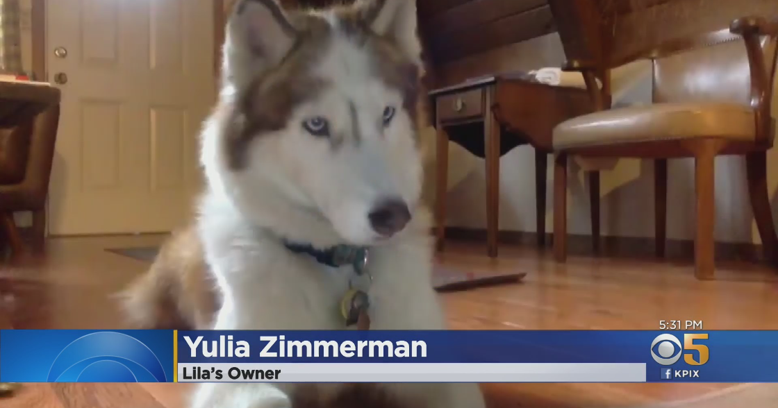 SF Neighbors Fed Up With Speeding Cars On Cesar Chavez After Hit-And ...