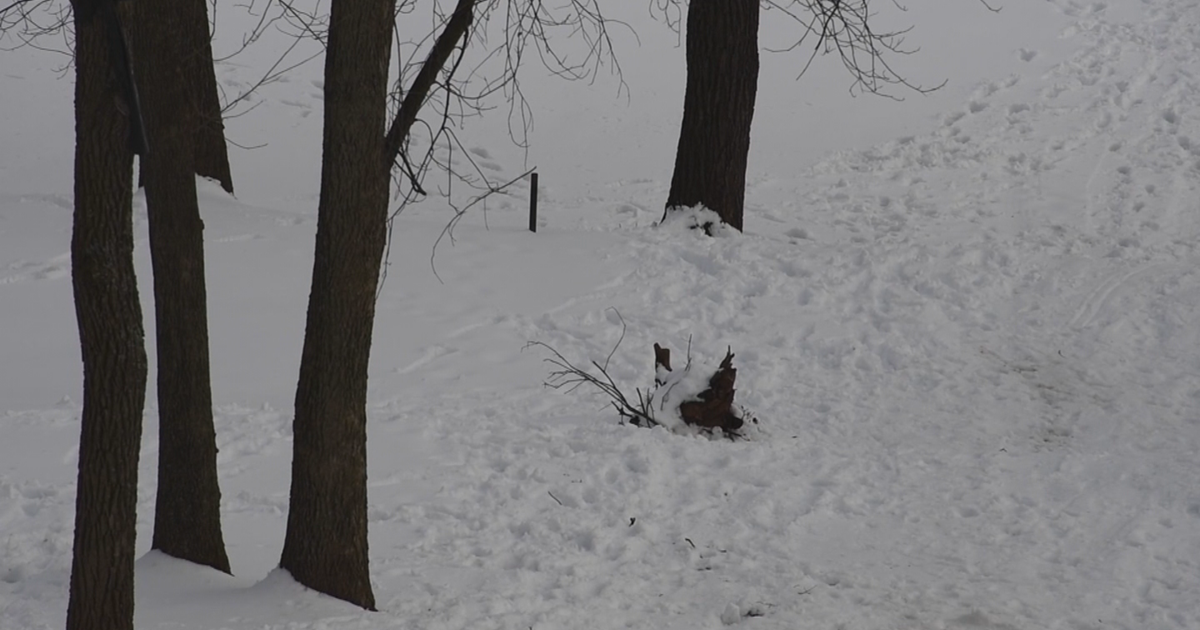Teen Rushed To Hospital After Slamming Into Tree Stump While Sledding ...