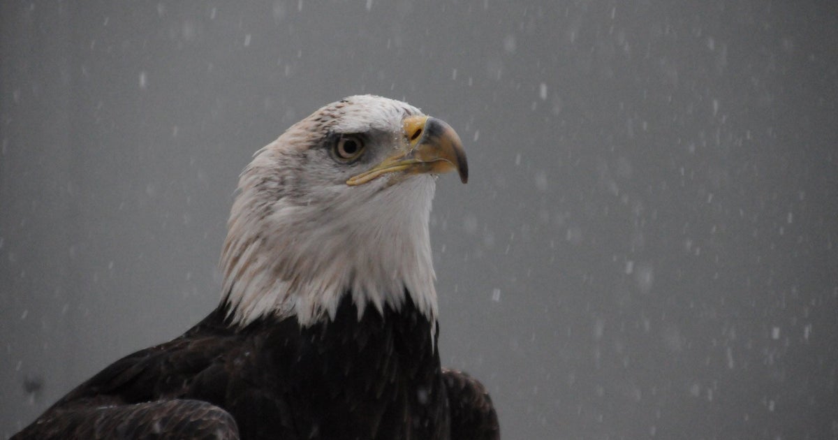 U Of M Raptor Center Information - CBS Minnesota