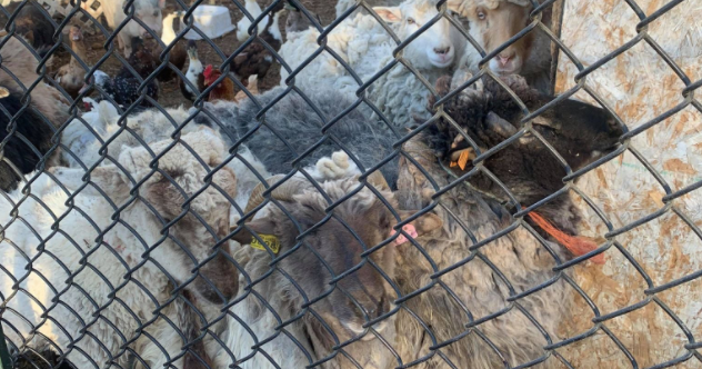 Controversy Arises As Authorities Investigate Animal Carcasses In ...