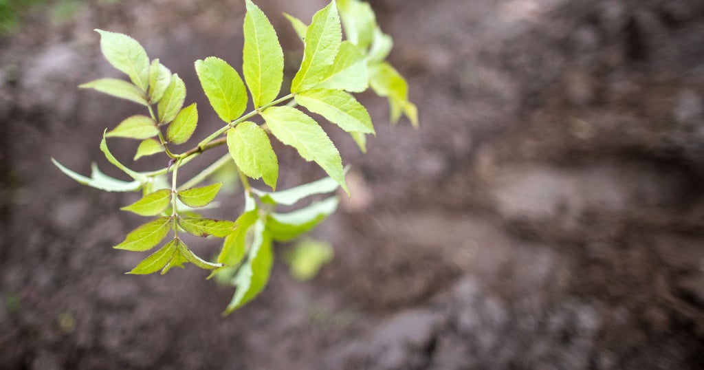 DNR Offering Free Tree Seedlings For Residents With Waterways Near ...
