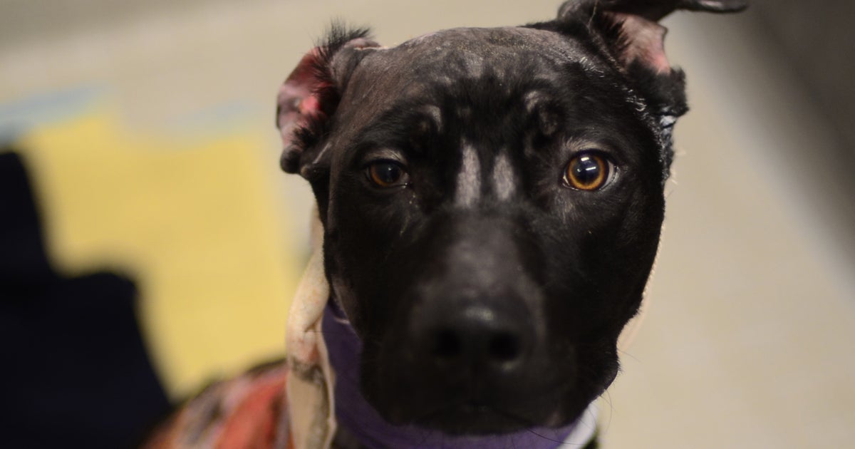 'Most Severe Burns I've Ever Seen': Injured Dog Treated By Dumb Friends ...