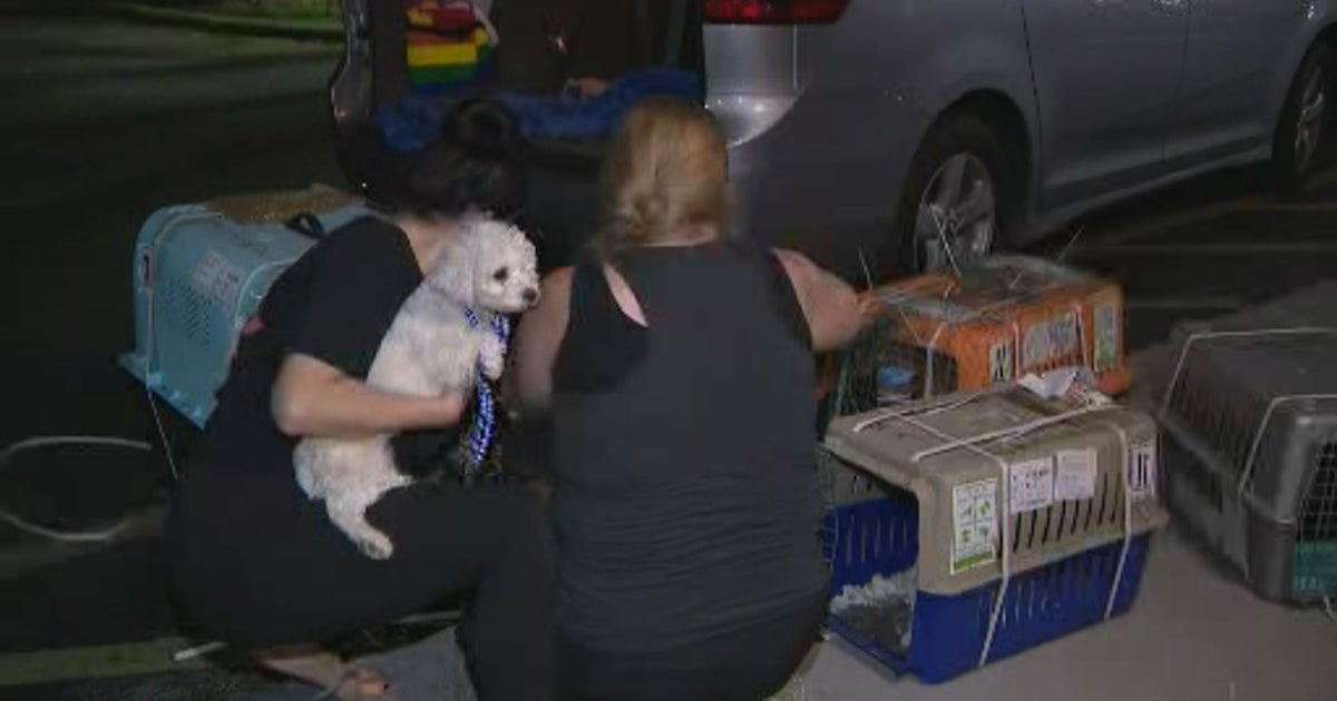 Pet Rescue Organization: Dogs Rescued From Chinese Meat Trade Flown To ...