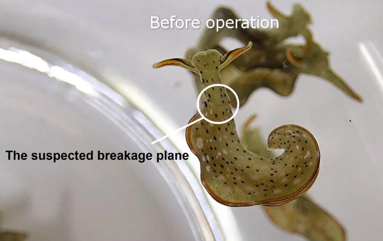 Sea slugs discovered with ability to self-decapitate and grow new ...