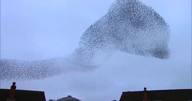 Thousands of birds swarm English village - CBS News