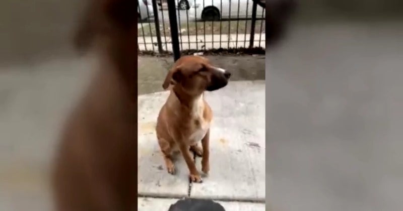 PAWS Pet Of The Week: Tarzan - CBS Chicago