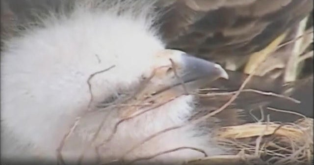 Baby eaglets born - CBS News