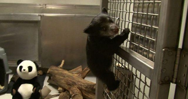 National Zoo’s sloth bear cub: A bittersweet Mother’s Day tale - CBS News